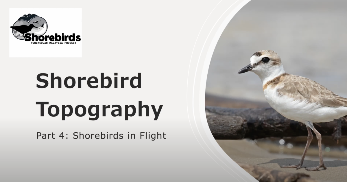 Shorebird Topography – Shorebirds Malaysia Peninsular Malaysia